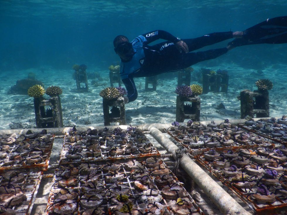 Fiji – Ecological Restoration | Reef Resilience Network