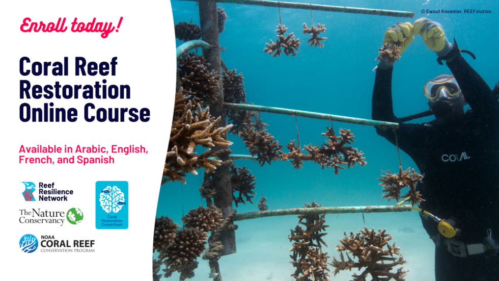 Updated and Now Available in 4 Languages: Coral Reef Restoration Online ...