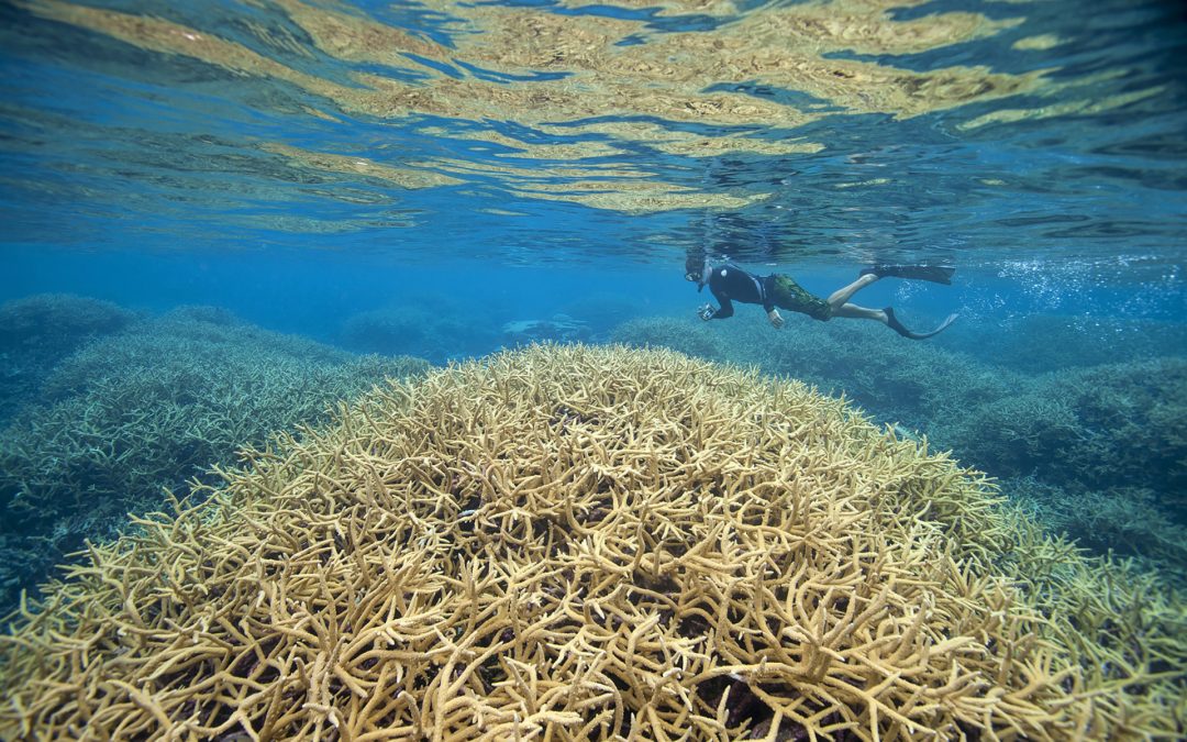 Reef Resilience | Reef Resilience Network