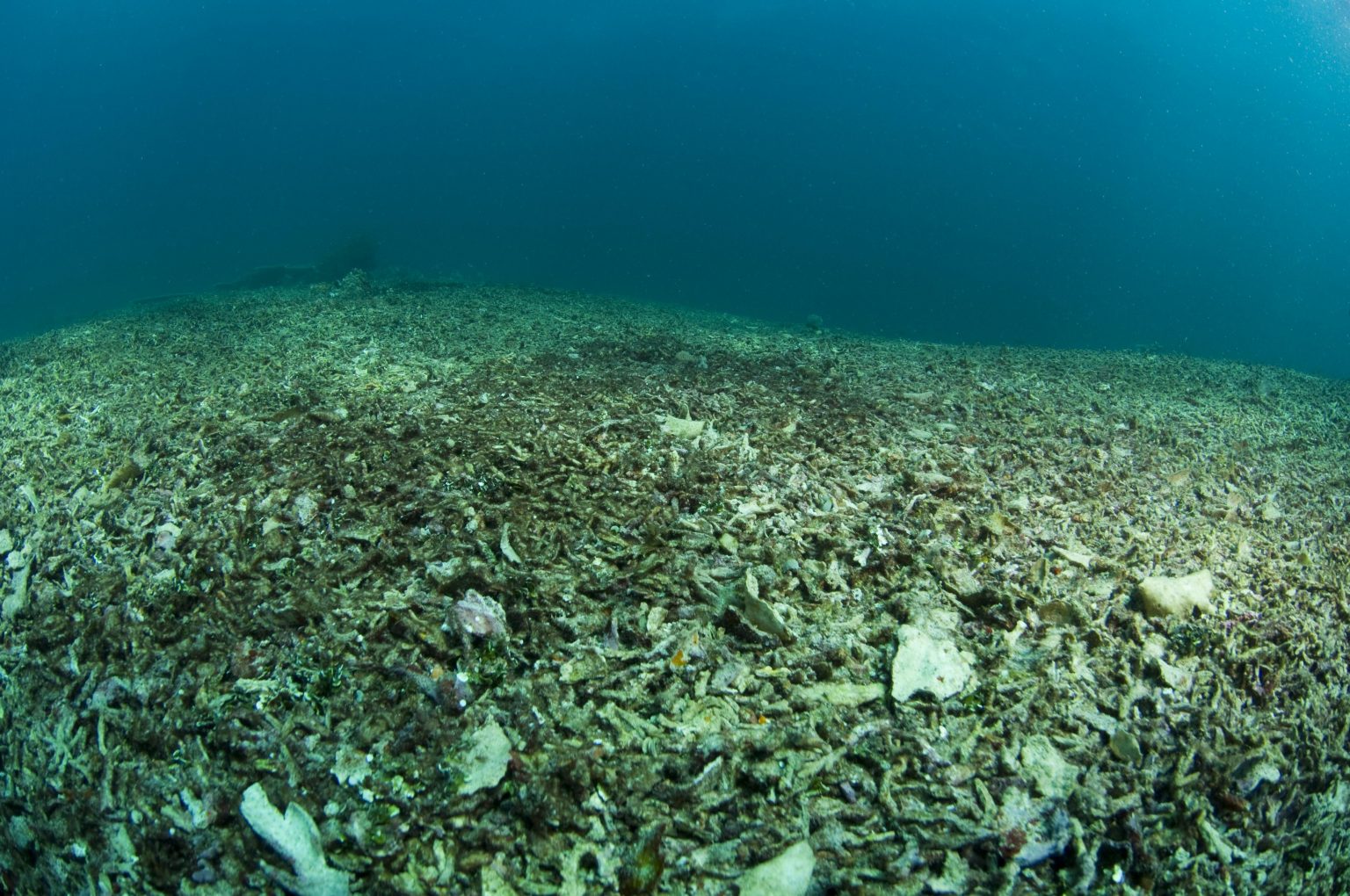 Overfishing and Destructive Fishing | Reef Resilience Network