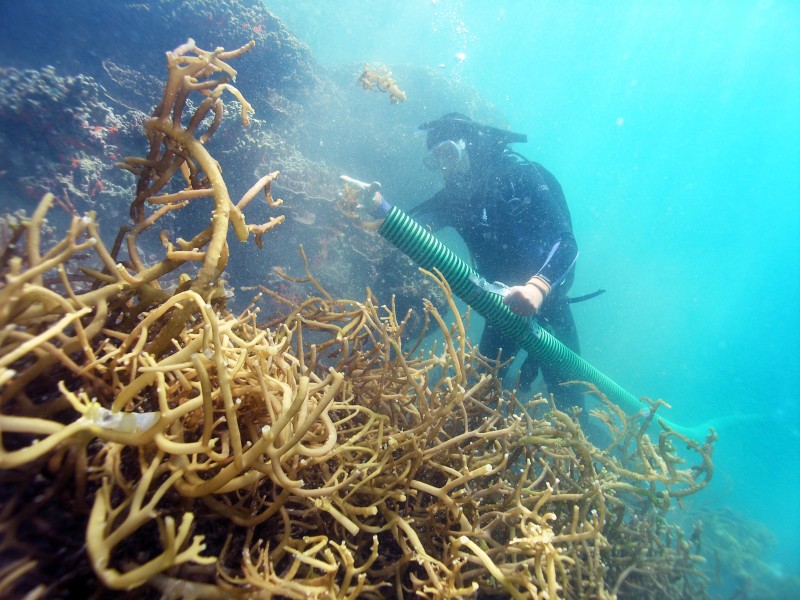 Hawaii – Invasive Species | Reef Resilience Network