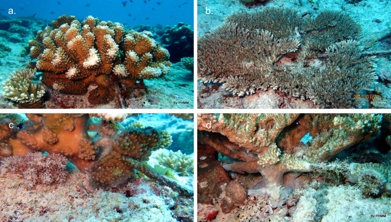 Seychelles – Coral Restoration | Reef Resilience Network