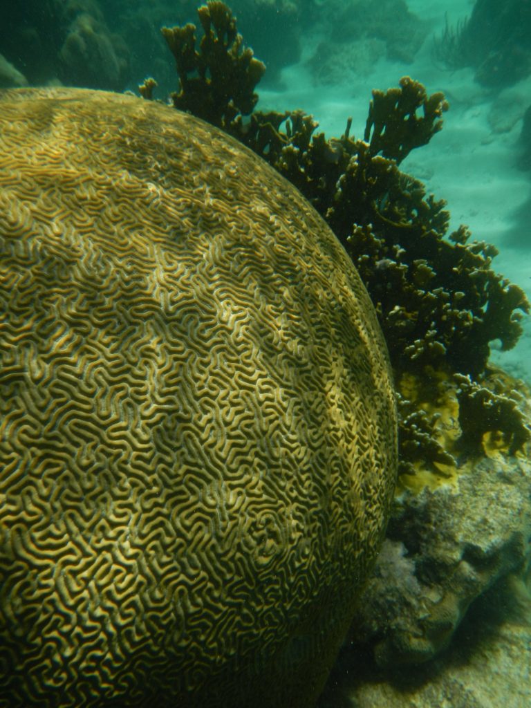 Puerto Rico – Climate Adaptation | Reef Resilience Network