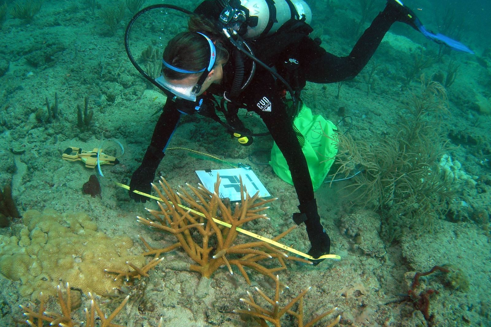 Coral Reef Restoration Monitoring | Reef Resilience Network