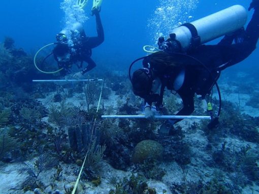 Coral Reef Restoration Monitoring | Reef Resilience Network