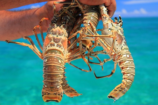 Belize – Fisheries Management | Reef Resilience Network