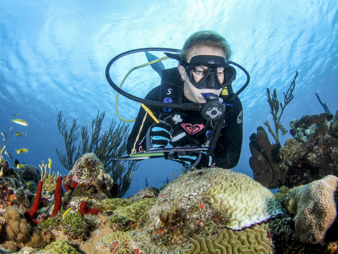 Coral Disease Outbreaks | Reef Resilience Network