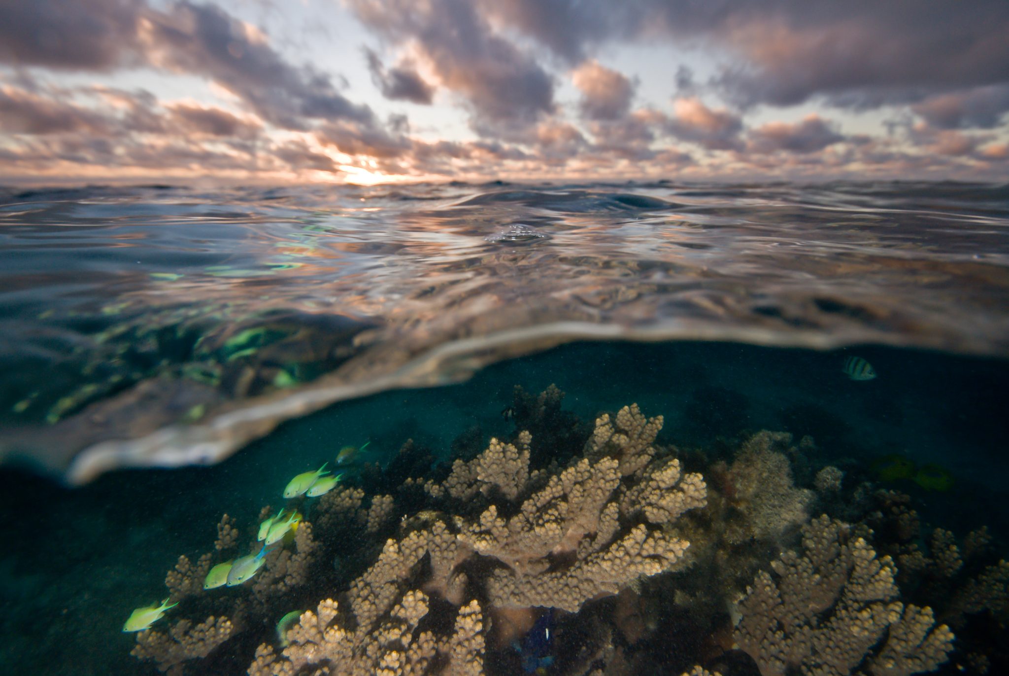 Resilience-Based Management (RBM) | Reef Resilience Network