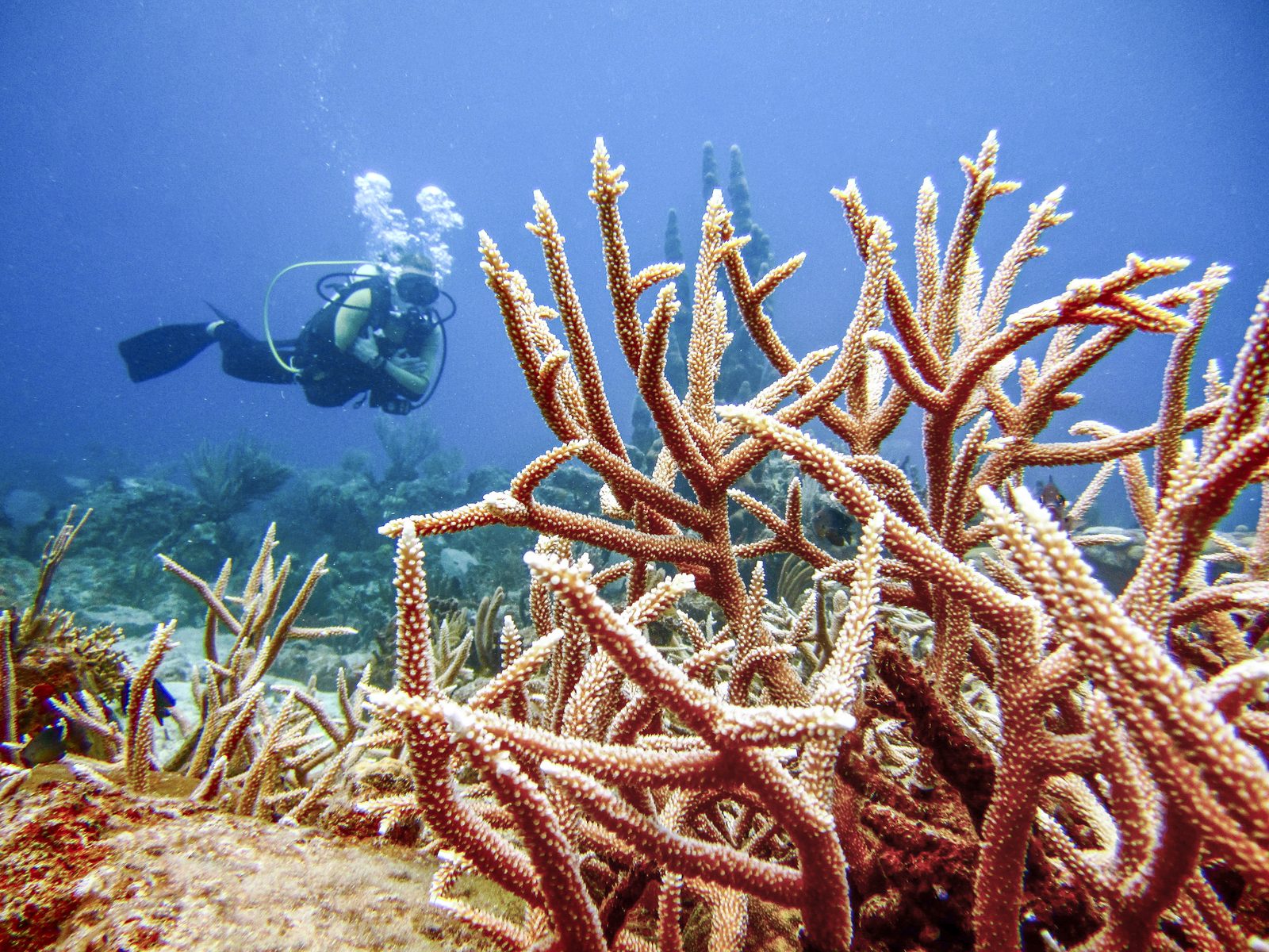 Coral Propagation | Reef Resilience Network