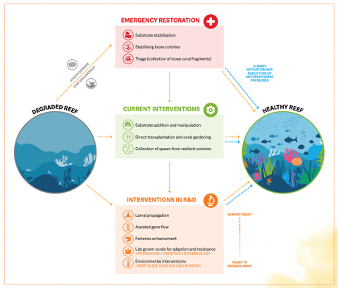 Restoration Introduction | Reef Resilience Network