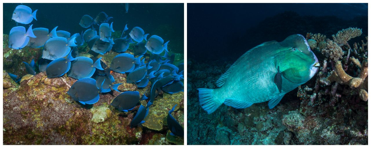 Attributes of Coral Reef Resilience | Reef Resilience Network