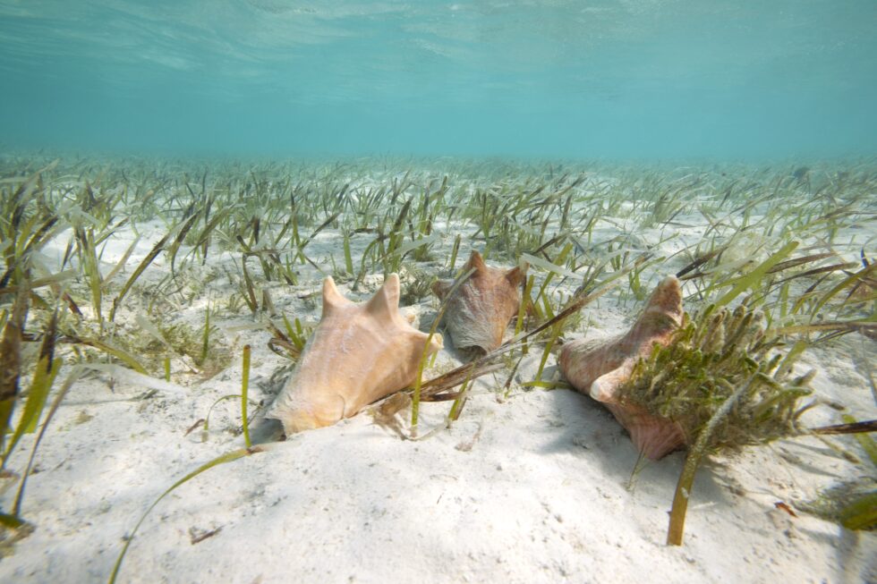 Adaptive Strategies | Reef Resilience Network