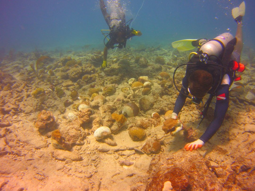 Puerto Rico – Restoration | Reef Resilience Network