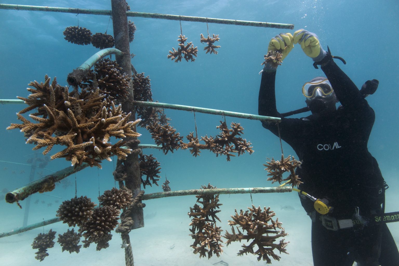 Webinar on UNEP and ICRI Coral Reef Restoration Report | Reef ...