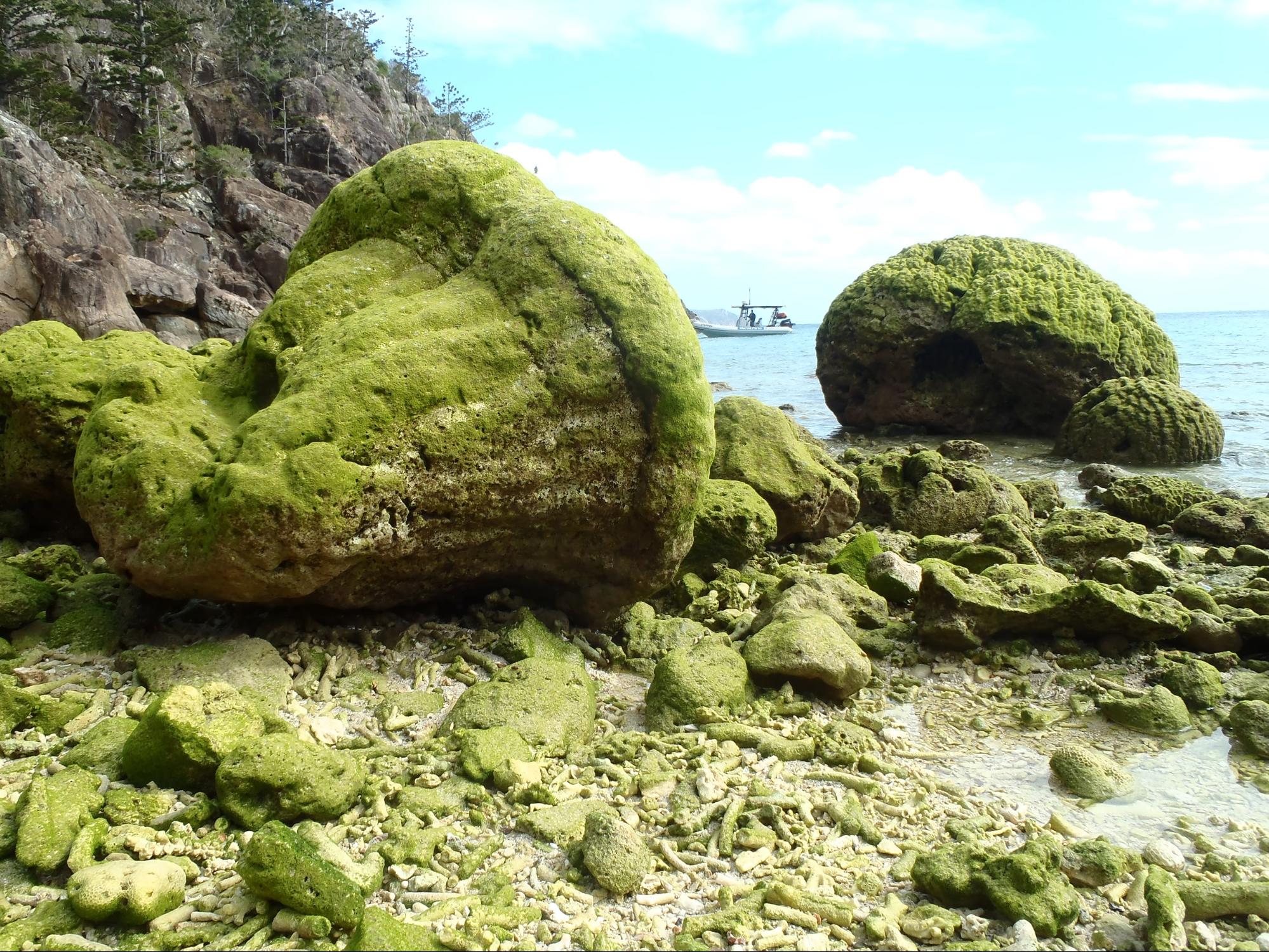 Australia – Restoration | Reef Resilience Network