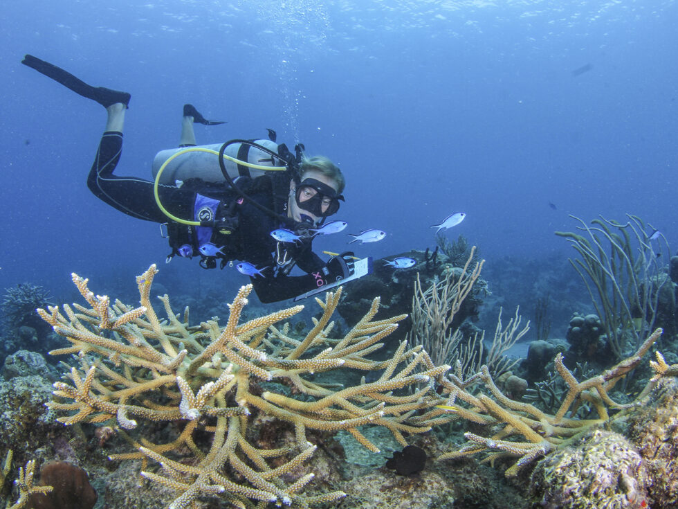 Monitoring for Adaptive Strategies | Reef Resilience Network