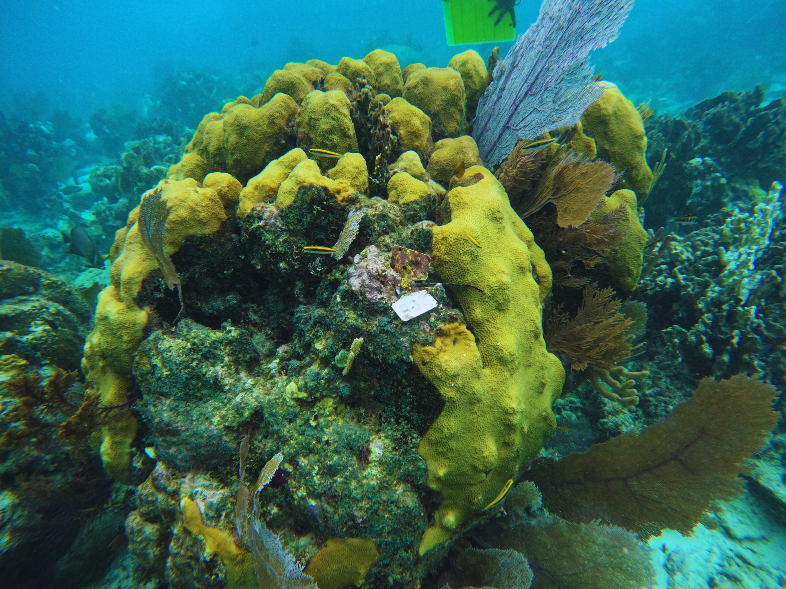 Past Trainings | Reef Resilience Network